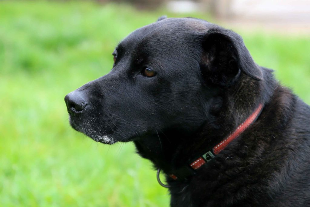 Bouncer – I need a new ‘forever home’ | Animal Lifeline