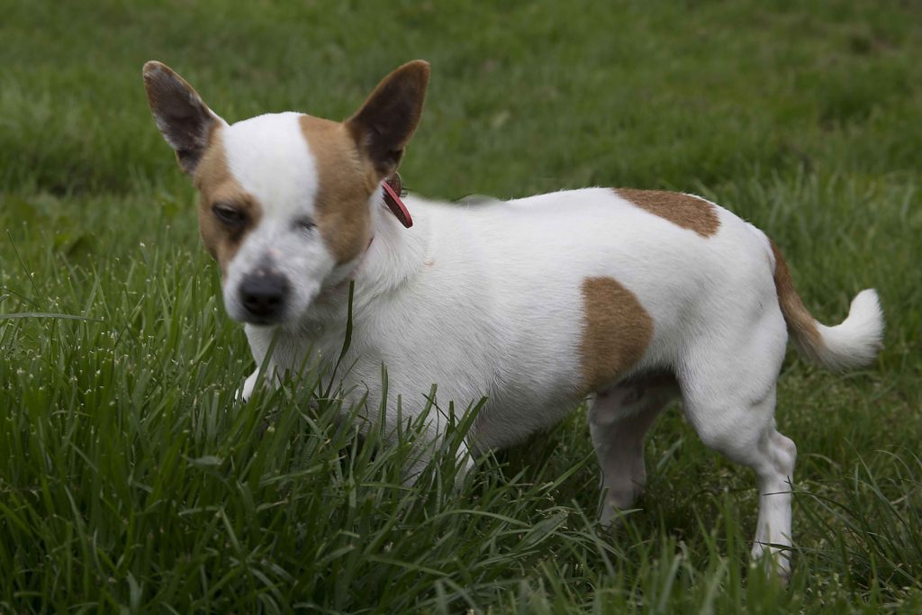 Bertie – I need a new ‘forever home’ | Animal Lifeline
